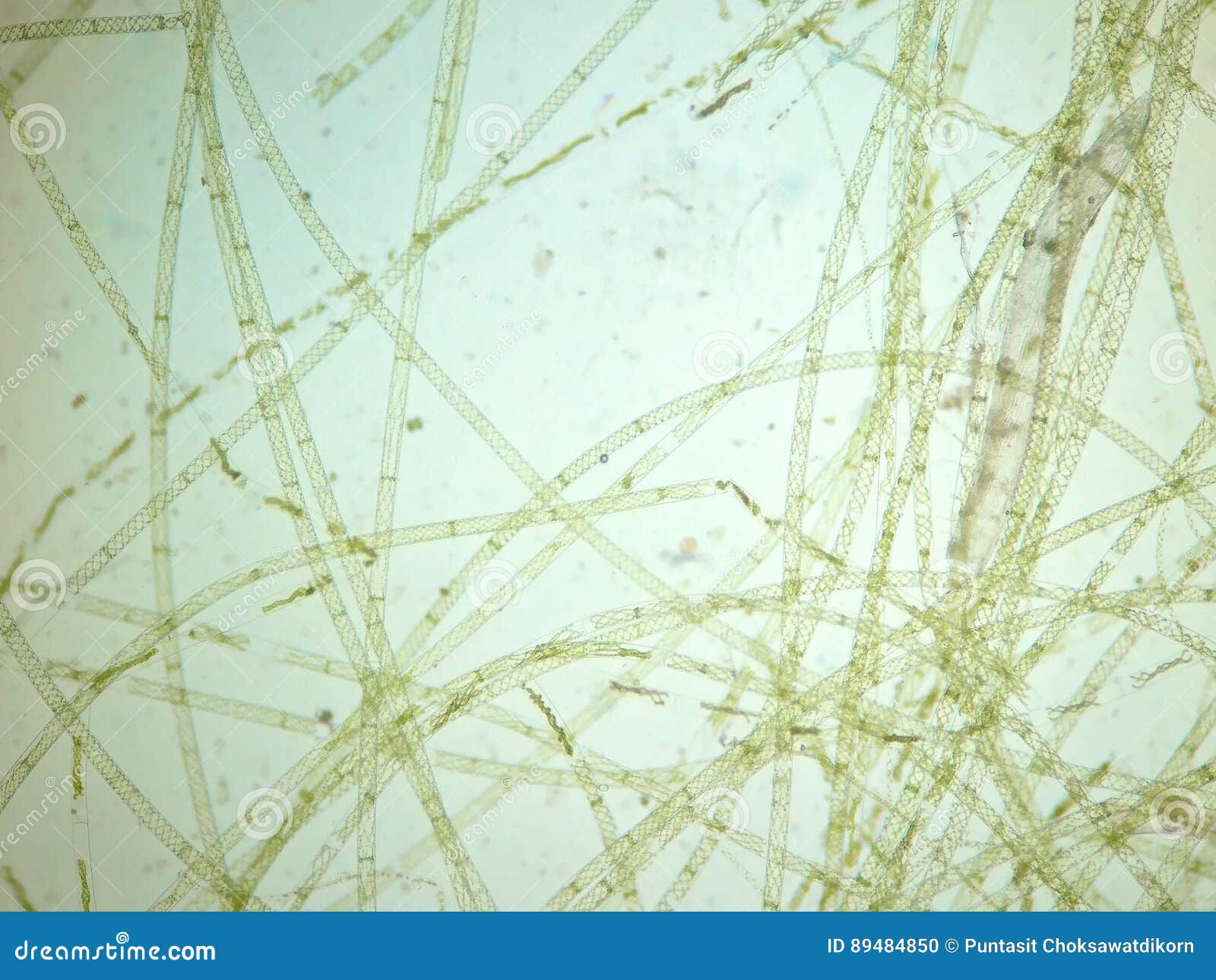 Filamentous algae stock photo. Image of life, food, close - 89484850