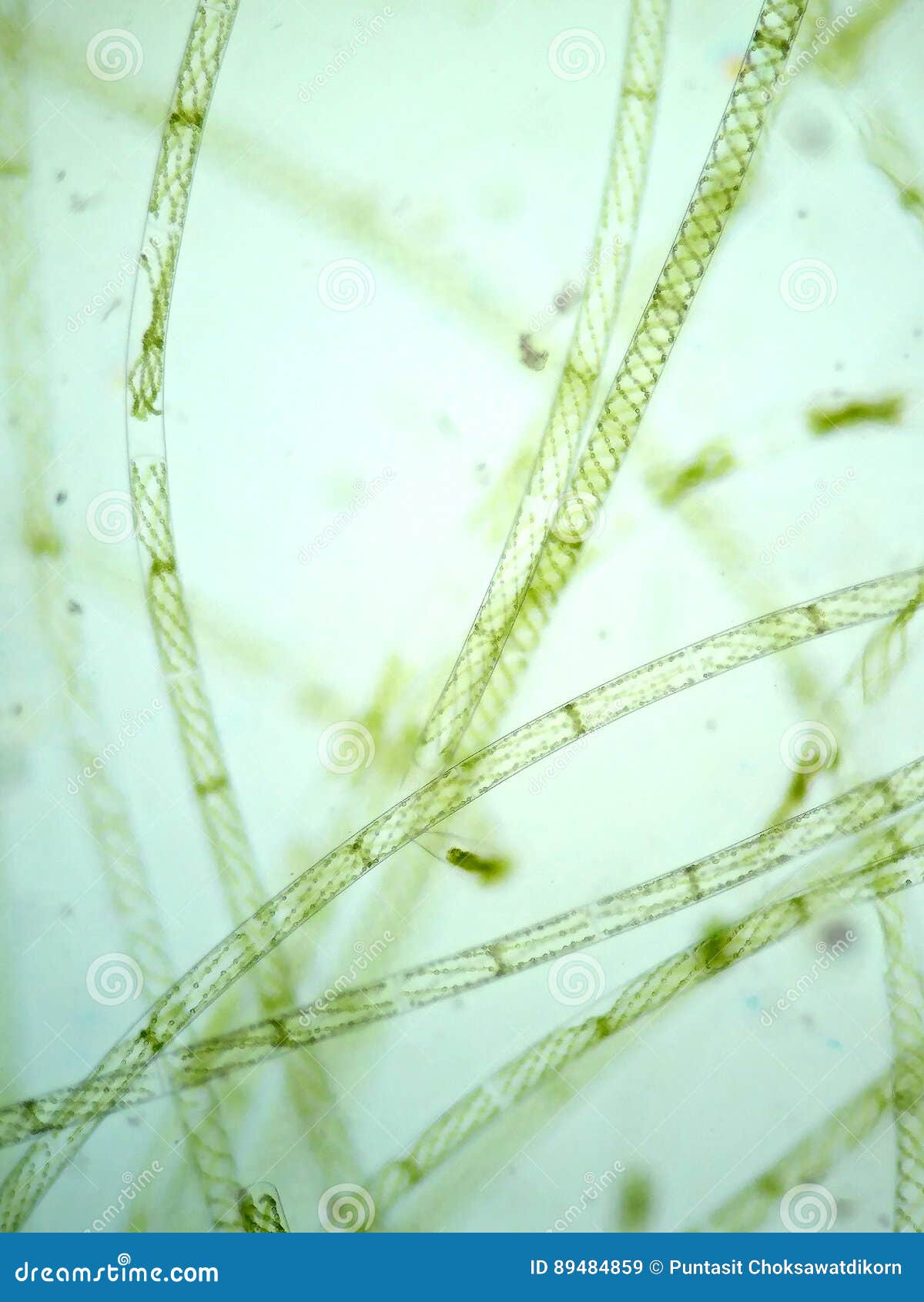 Filamentous algae stock image. Image of macro, focus - 89484859