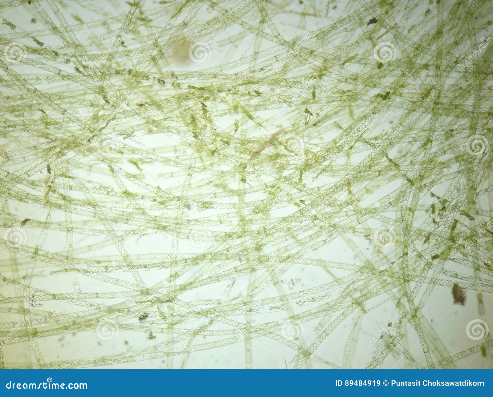 Filamentous algae stock image. Image of healthcare, aquaculture - 89484919