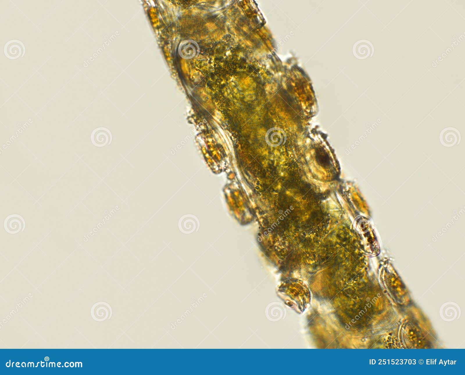 Filamentous Algae Under Microscopic View Stock Image - Image of ...
