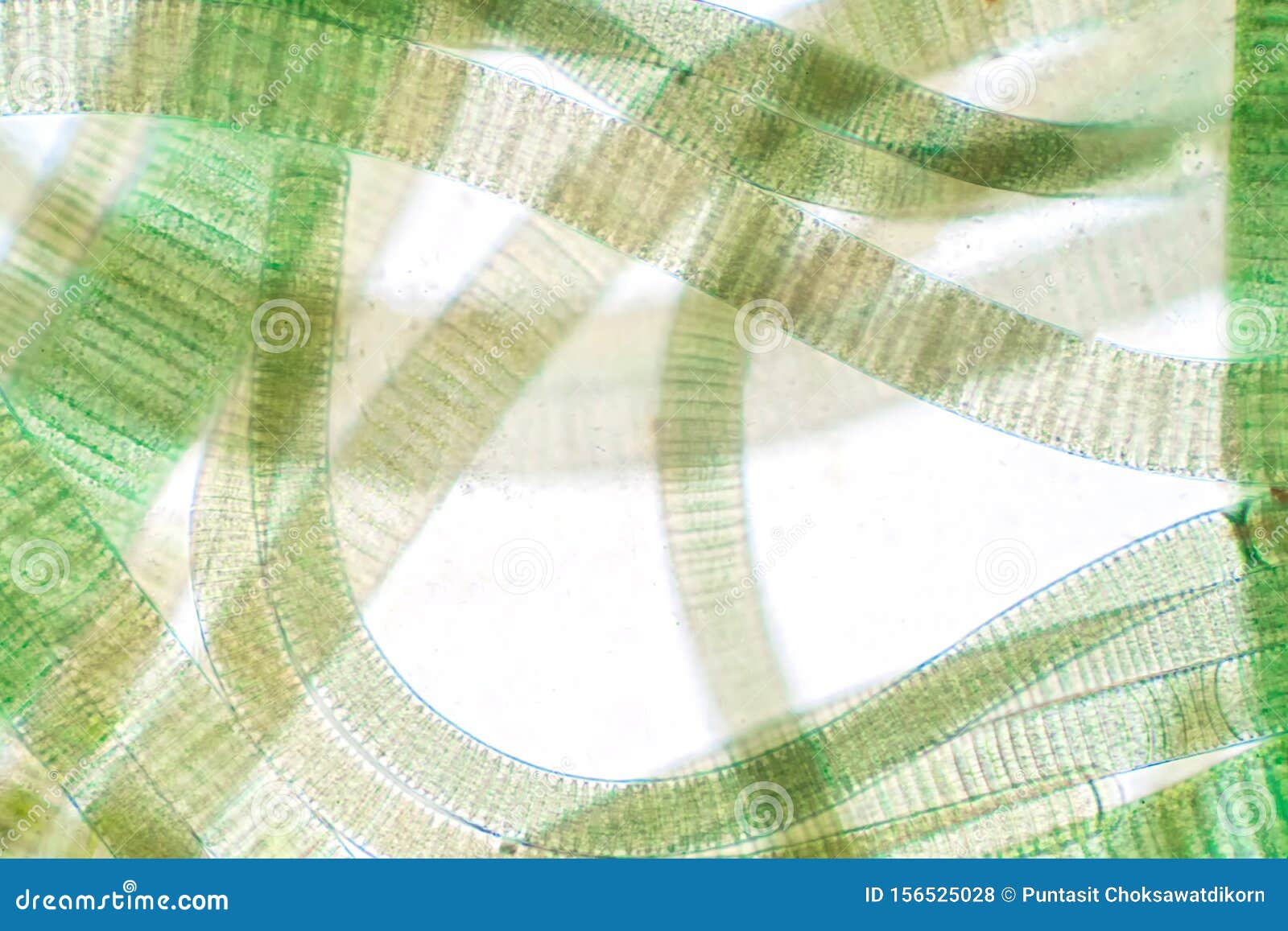 Oscillatoriales Cyanobacteria