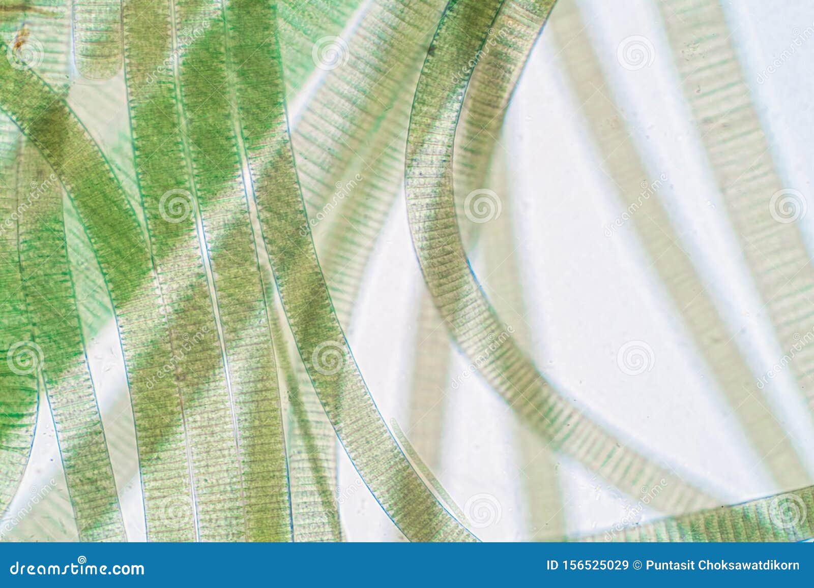 Filamentous Of Cyanobacteria Oscillatoria Under Microscopic View For ...