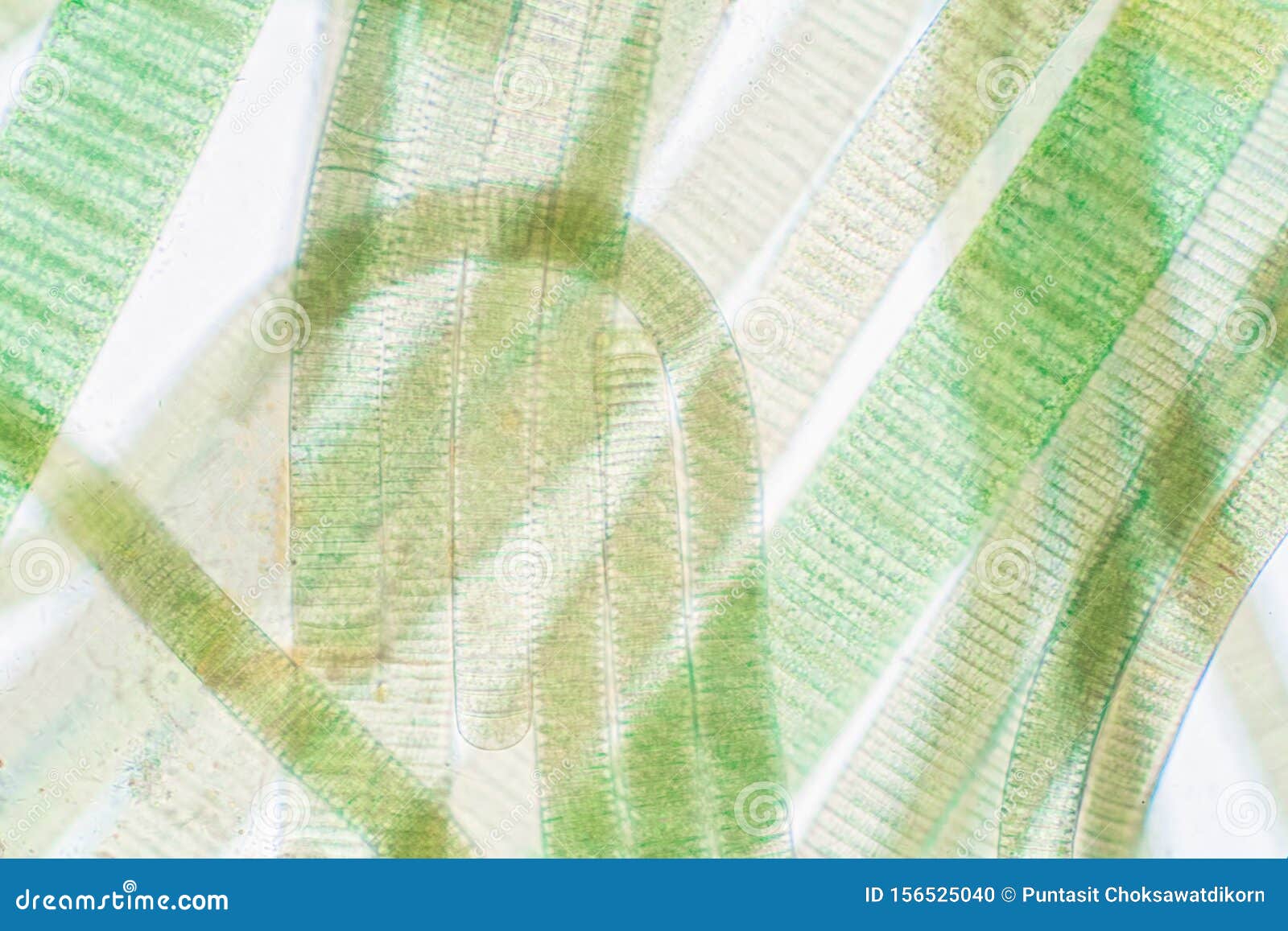 Oscillatoriales Cyanobacterium