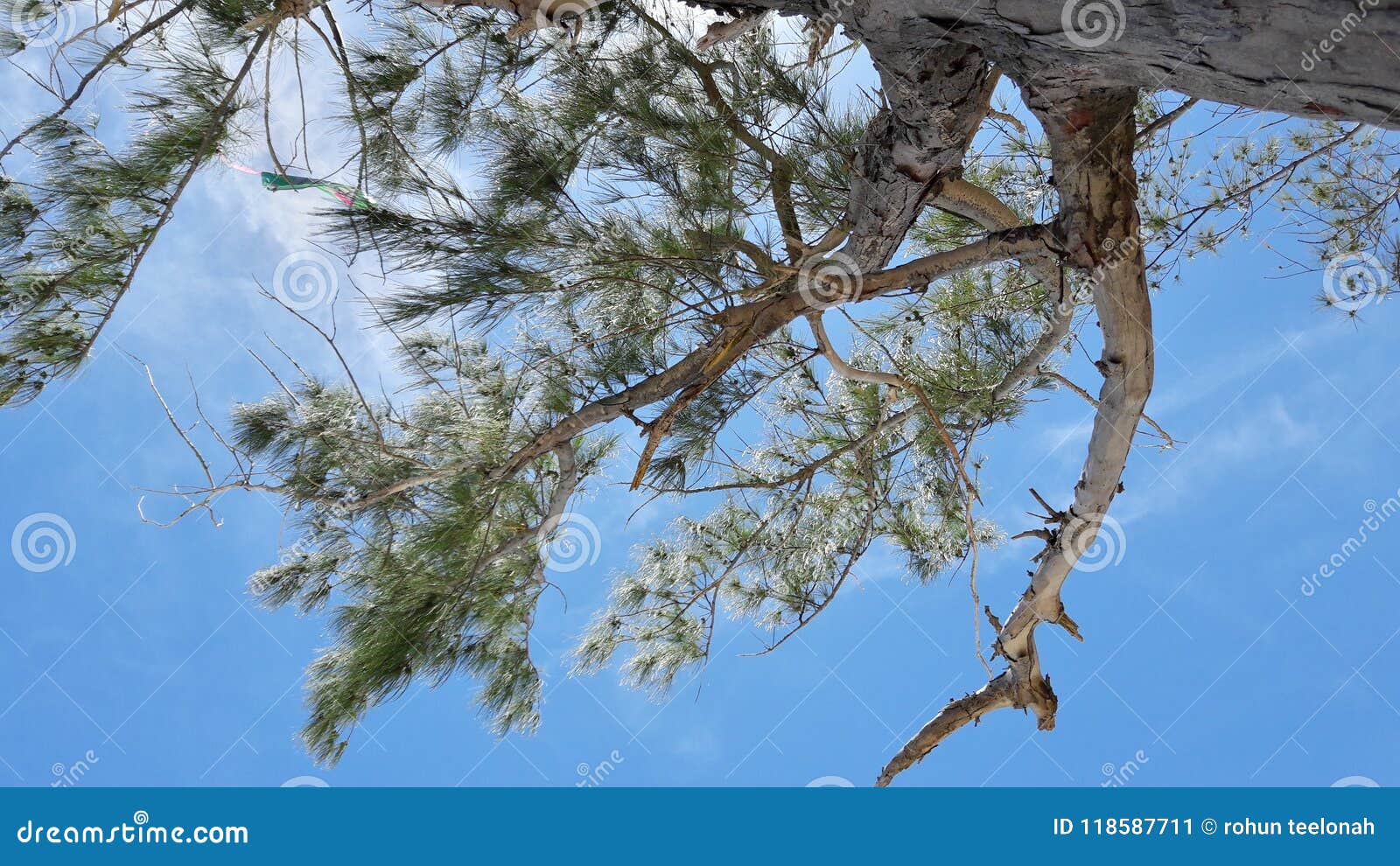 Filao stock image. Image of sunny, tree, filao, beach - 118587711