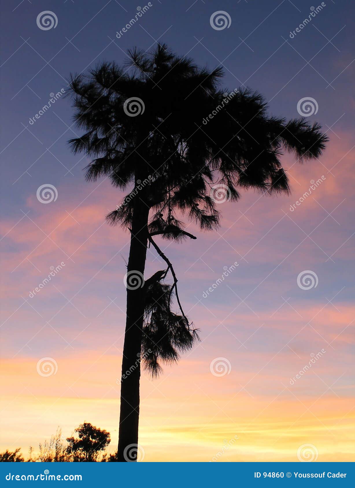 Filao Silhouette Picture. Image: 94860