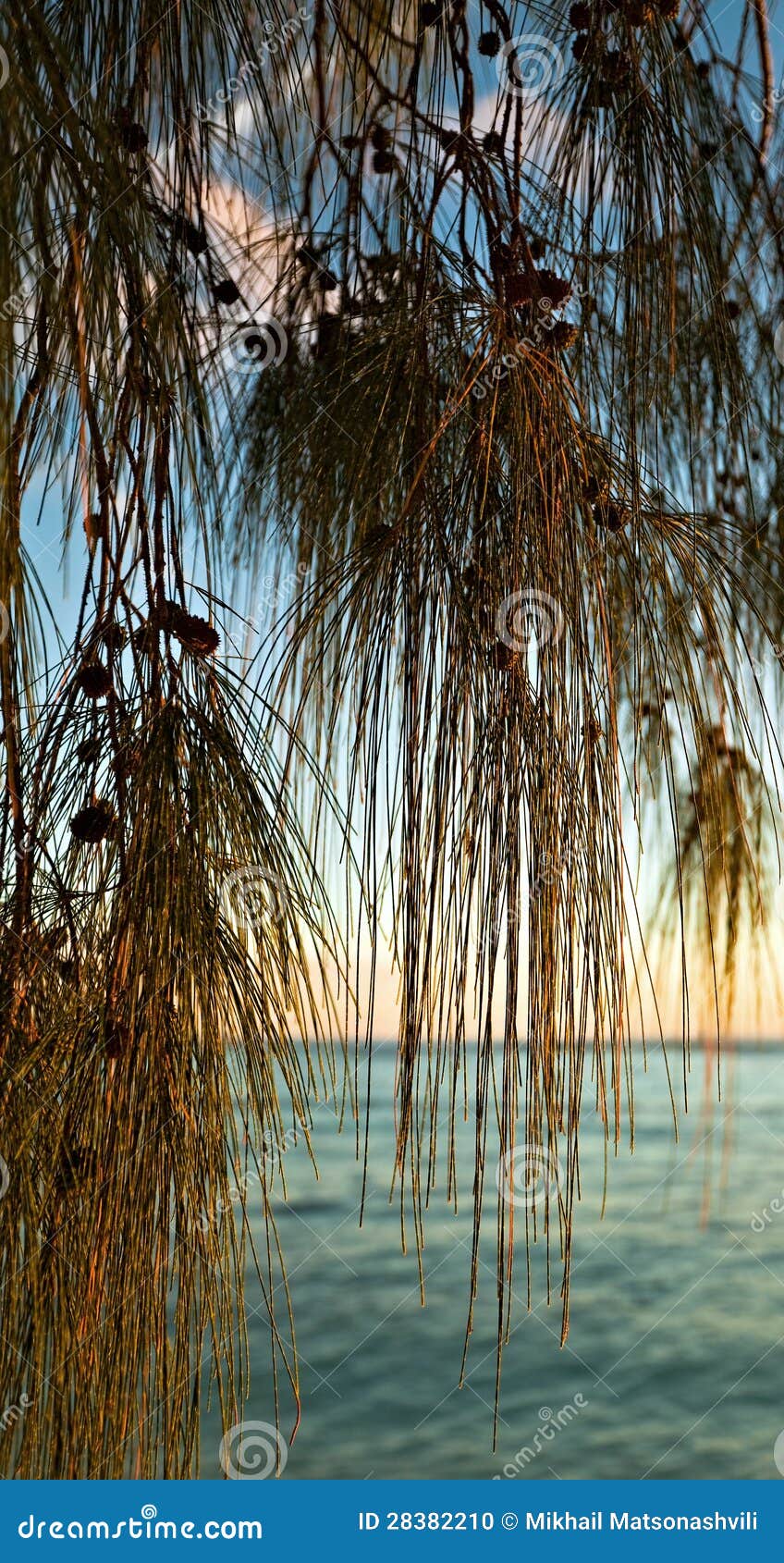 Filao tree stock photo. Image of blue, beach, shade, seychelles - 28382210