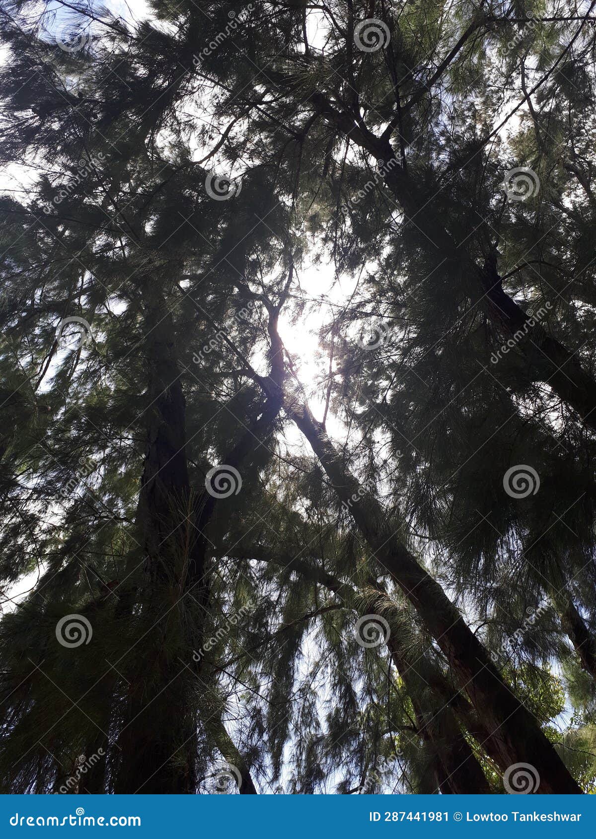 Filao Trees Under the Sun at Beach Stock Image - Image of beach, trees ...
