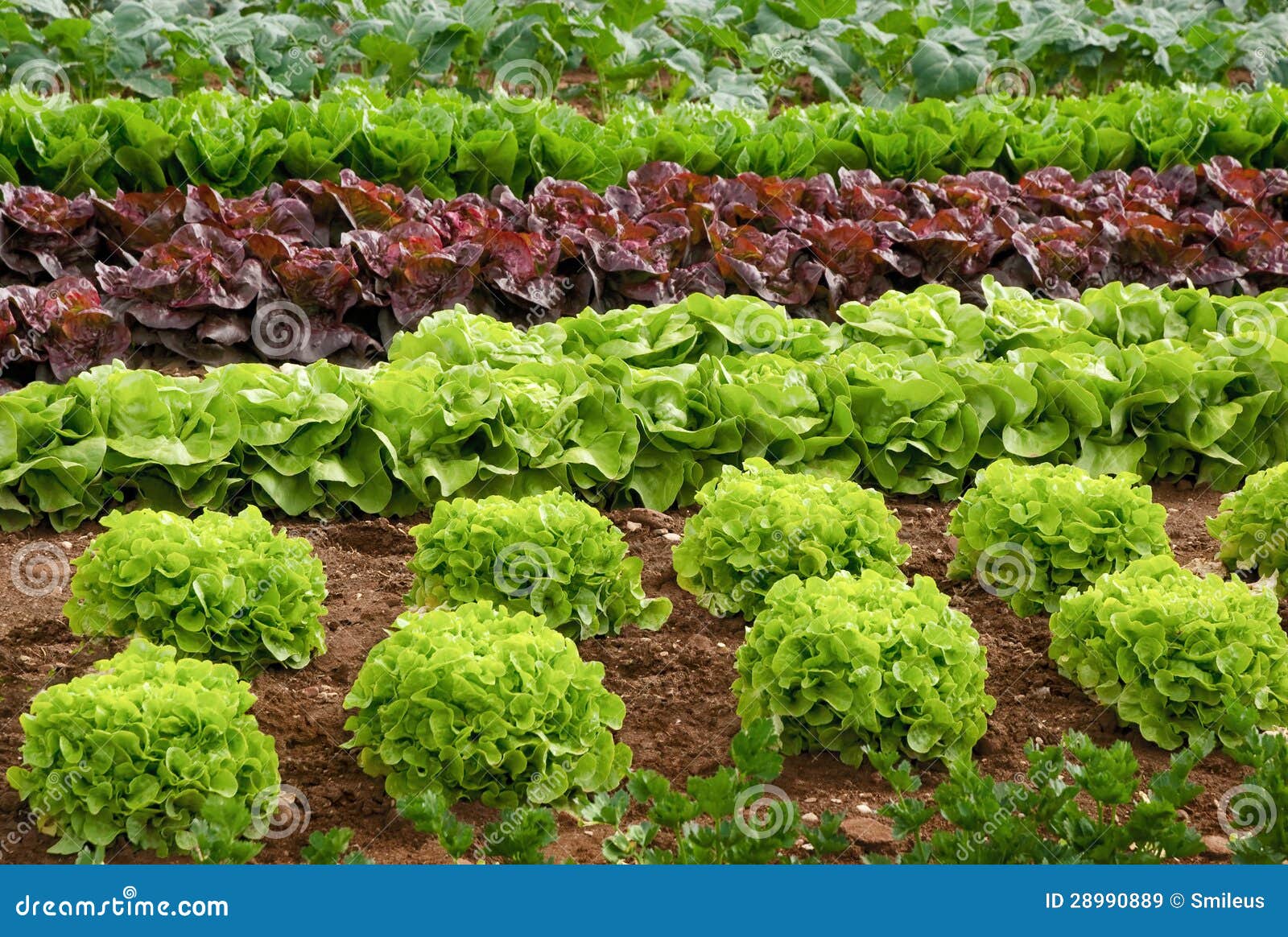 Filas De La Lechuga En Un Campo Imagen de archivo - Imagen de hierbas ...