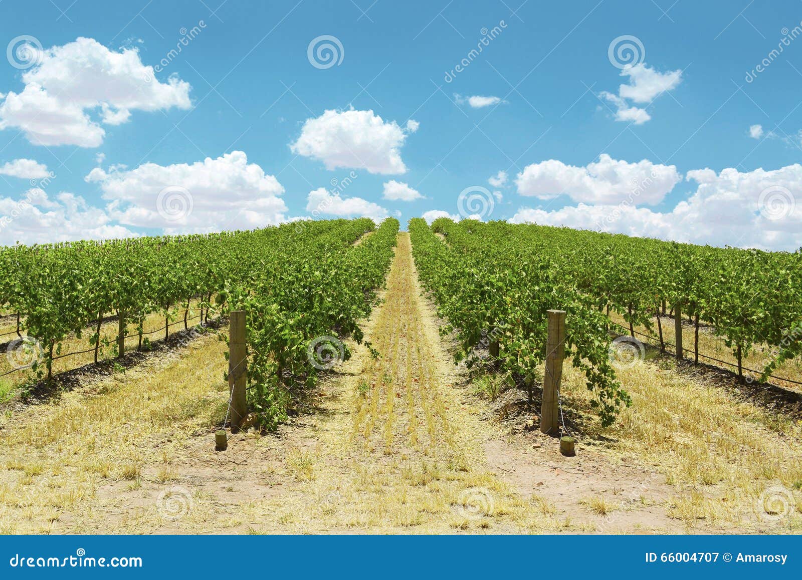 Filas de las vides de uva imagen de archivo. Imagen de vides - 66004707