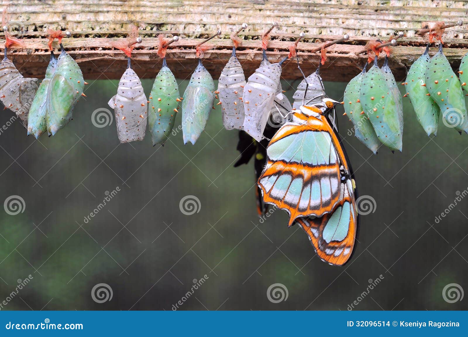 Filas De Los Capullos De La Mariposa Foto de archivo - Imagen de ...