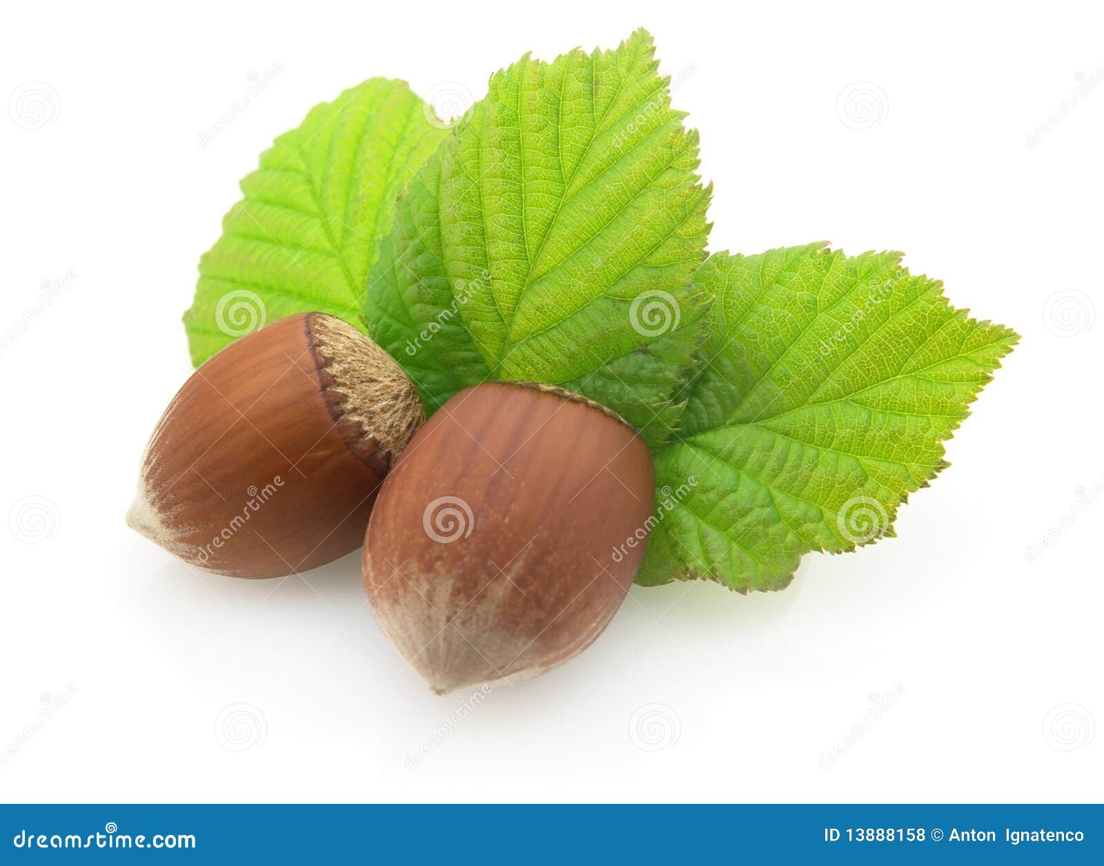 Filbert stock photo. Image of green, ripe, season, seed - 13888158