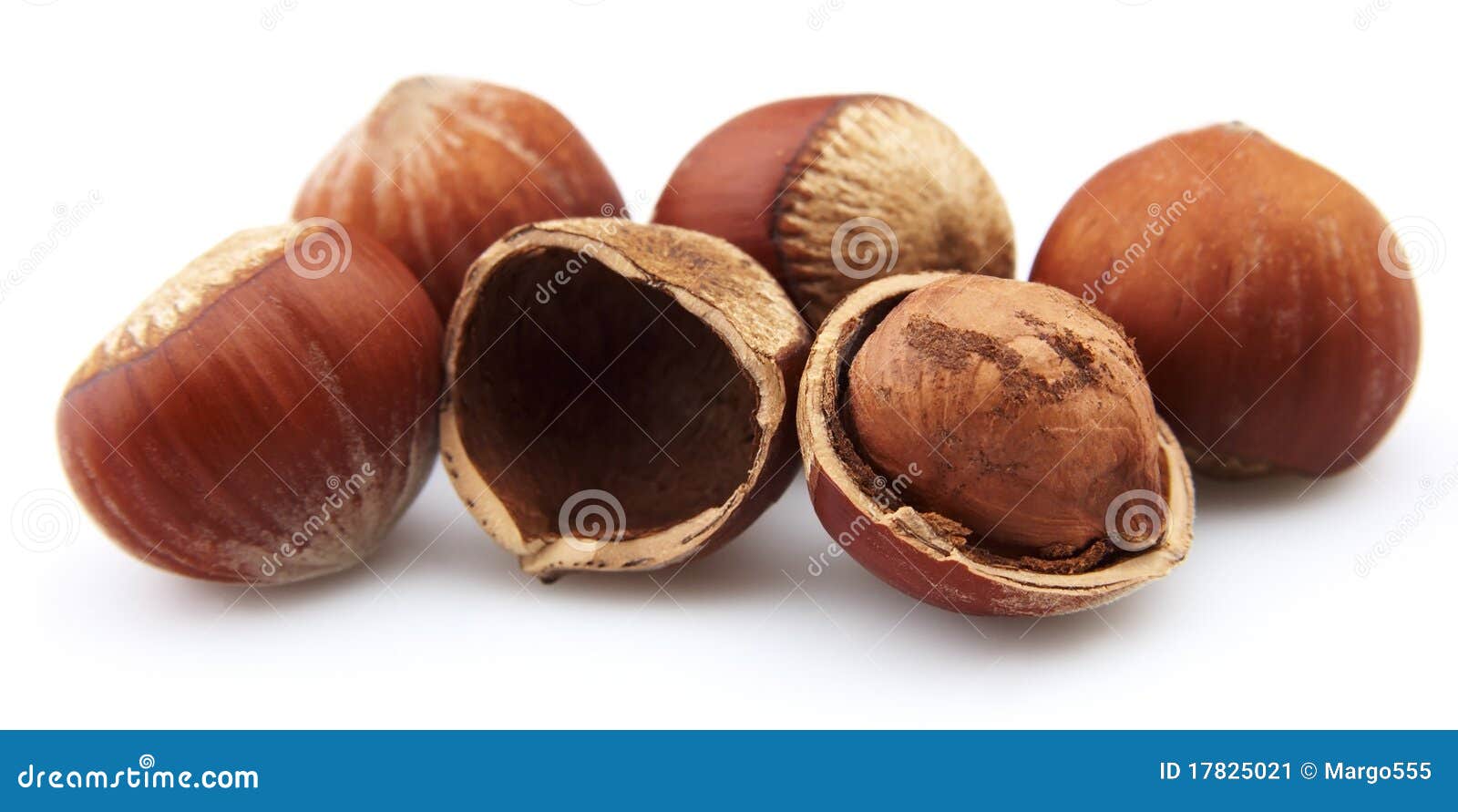 Filbert stock image. Image of hazel, tree, hazelnut, husk - 17825021