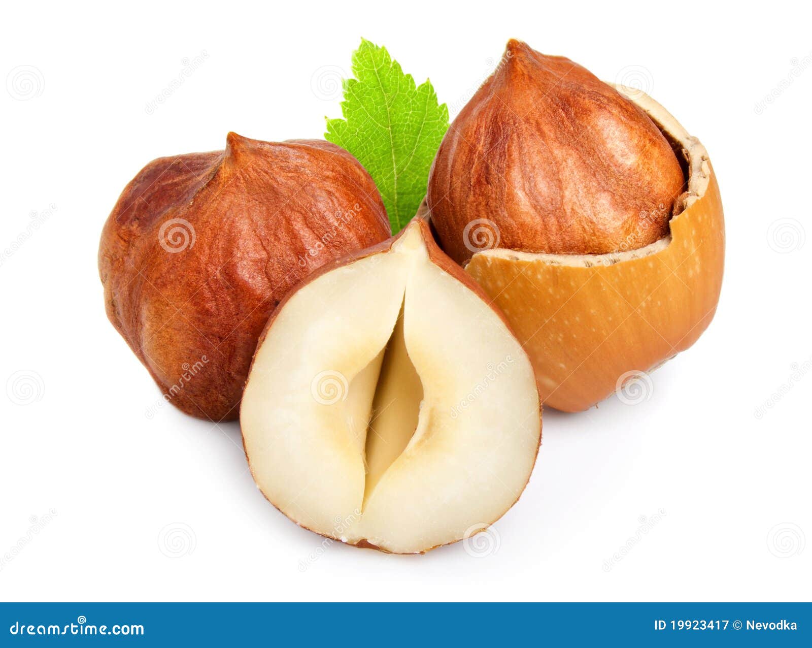 Filbert stock image. Image of cutout, natural, hazel - 19923417