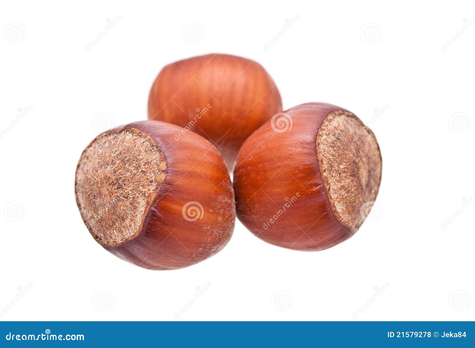 Filbert stock photo. Image of edible, shell, food, filbert - 21579278