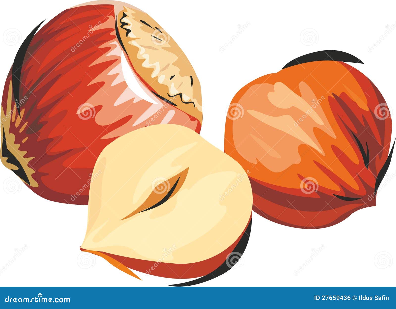 Filbert stock illustration. Illustration of filbert, hazelnut - 27659436
