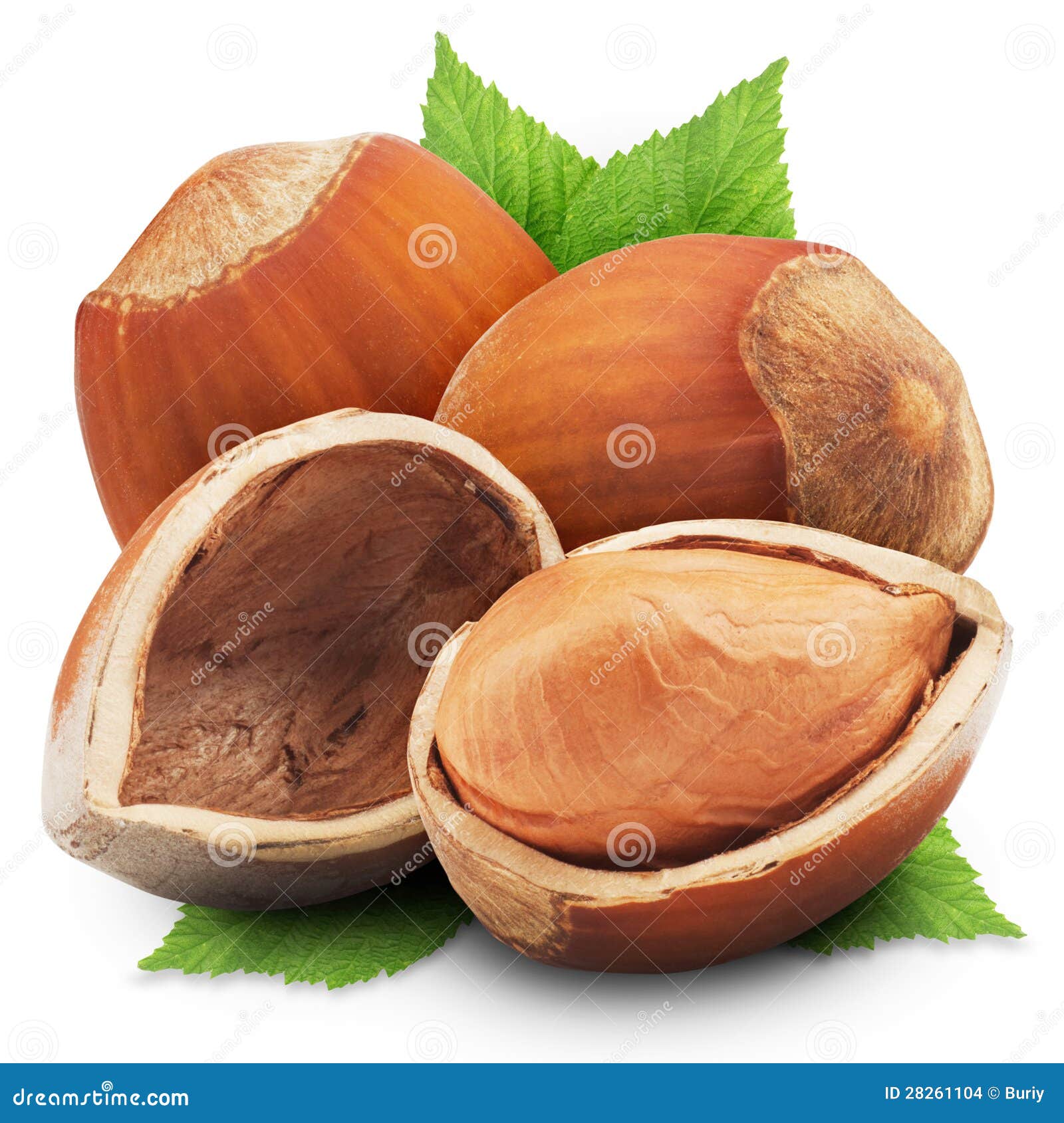 Filbert stock photo. Image of macro, cross, edible, ingredient - 28261104