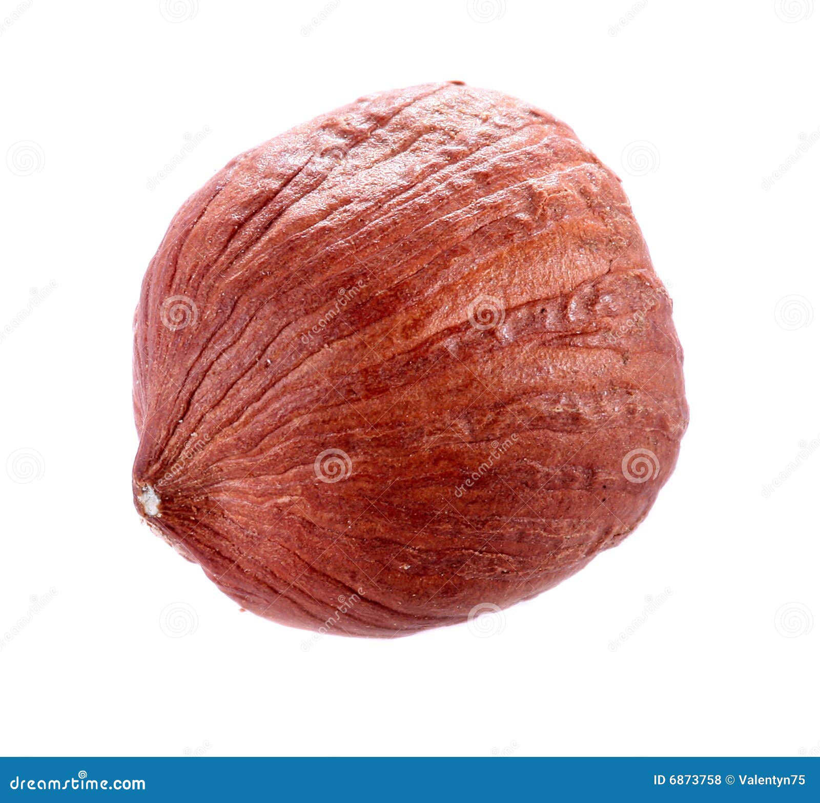 Filbert foto de stock. Imagem de marrom, vegetariano, ingrediente - 6873758