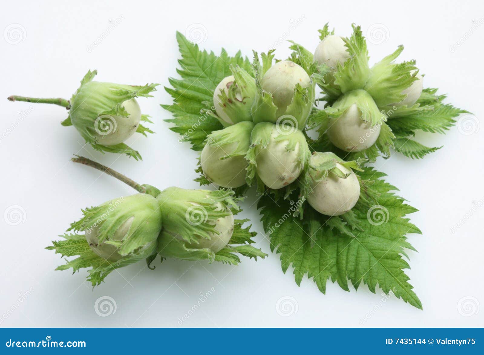 Filbert stock photo. Image of vitamin, isolated, vernal - 7435144