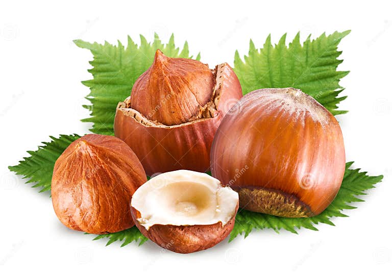 Filbert stock photo. Image of close, object, filbert, separately - 8372866