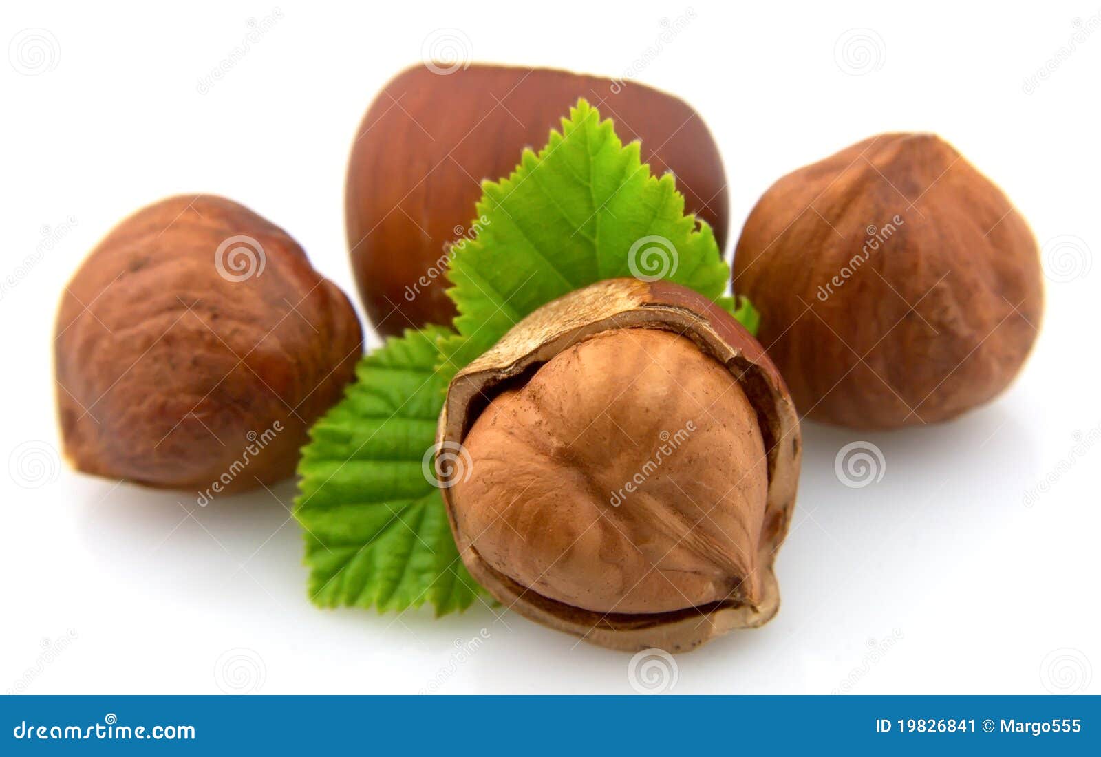 Filbert close up stock image. Image of frond, protein - 19826841