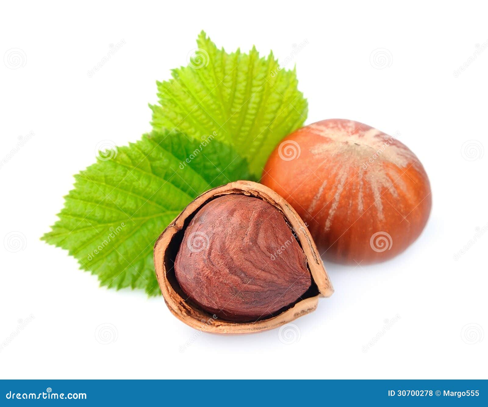 Filbert close up stock photo. Image of brown, seed, food - 30700278