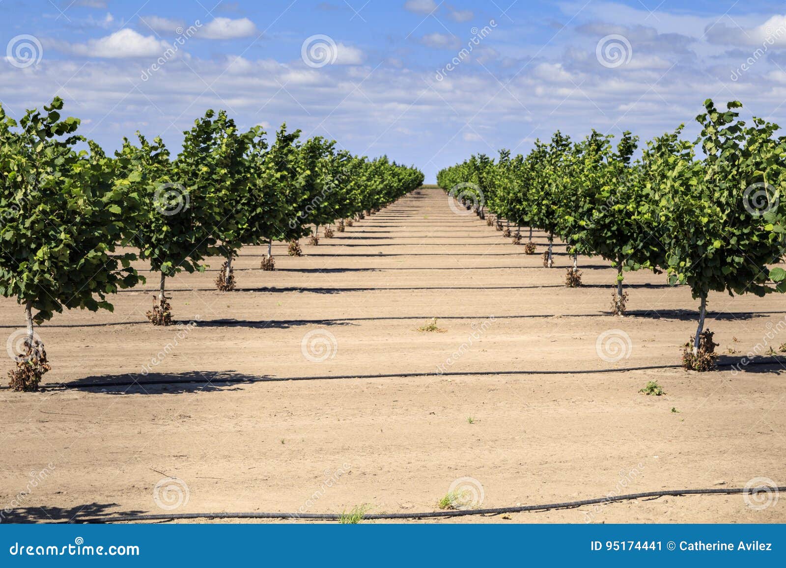 Filbert Hazelnut Orchard stock image. Image of oregon - 95174441