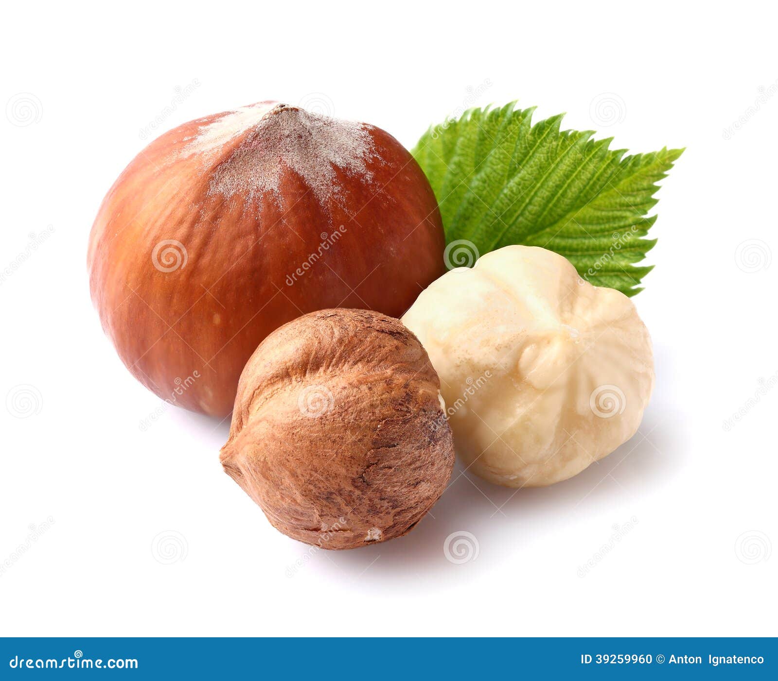 Filbert with leaf stock photo. Image of closeup, healthy - 39259960