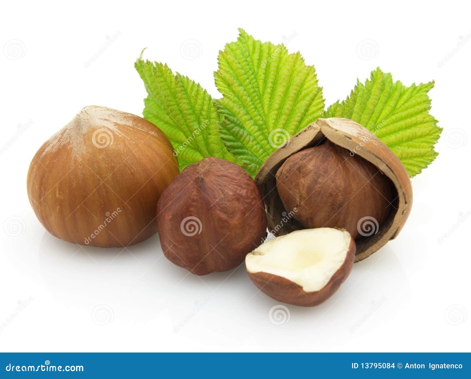 Filbert with leaves stock photo. Image of closeup, nature - 13795084