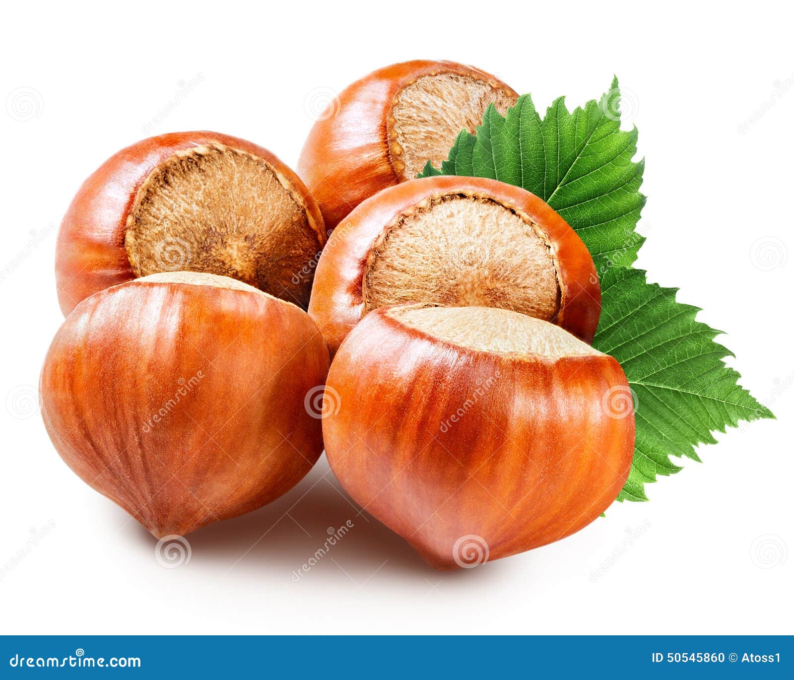 Filbert stock photo. Image of hazel, tree, object, hazelnut - 50545860