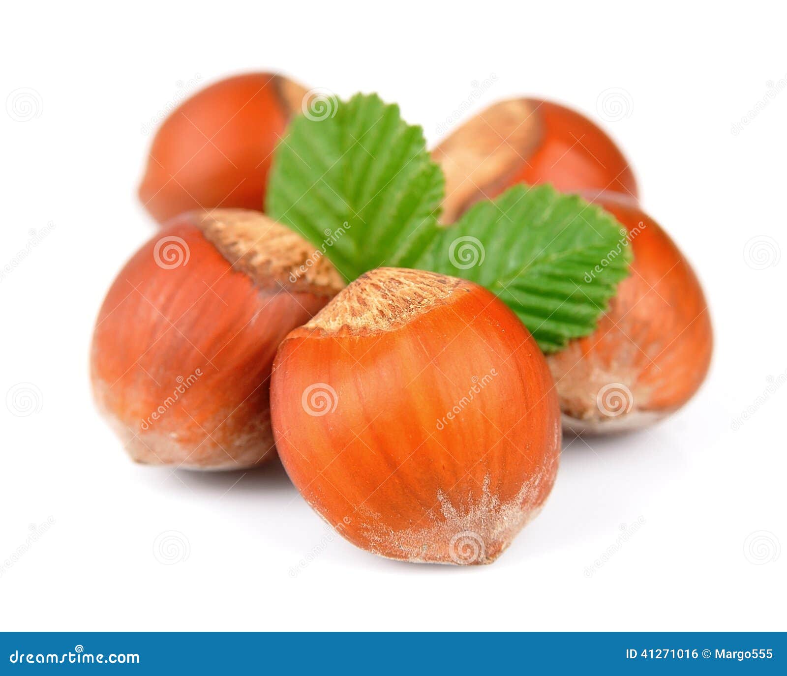 Filbert with leaves stock photo. Image of food, hazelnut - 41271016