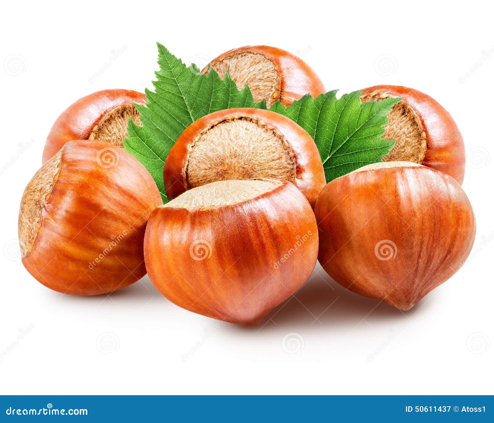 Filbert stock image. Image of paths, nutshell, ingredient - 50611437