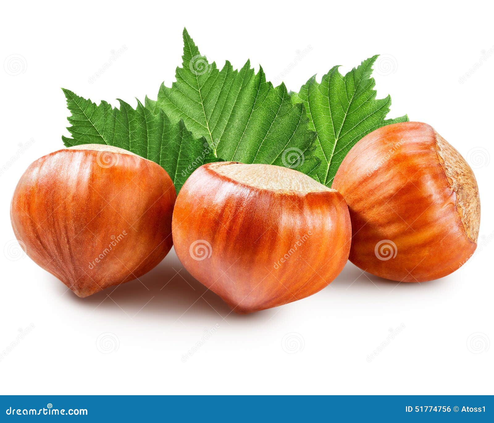 Filbert stock photo. Image of nutwood, ingredient, walnut - 51774756