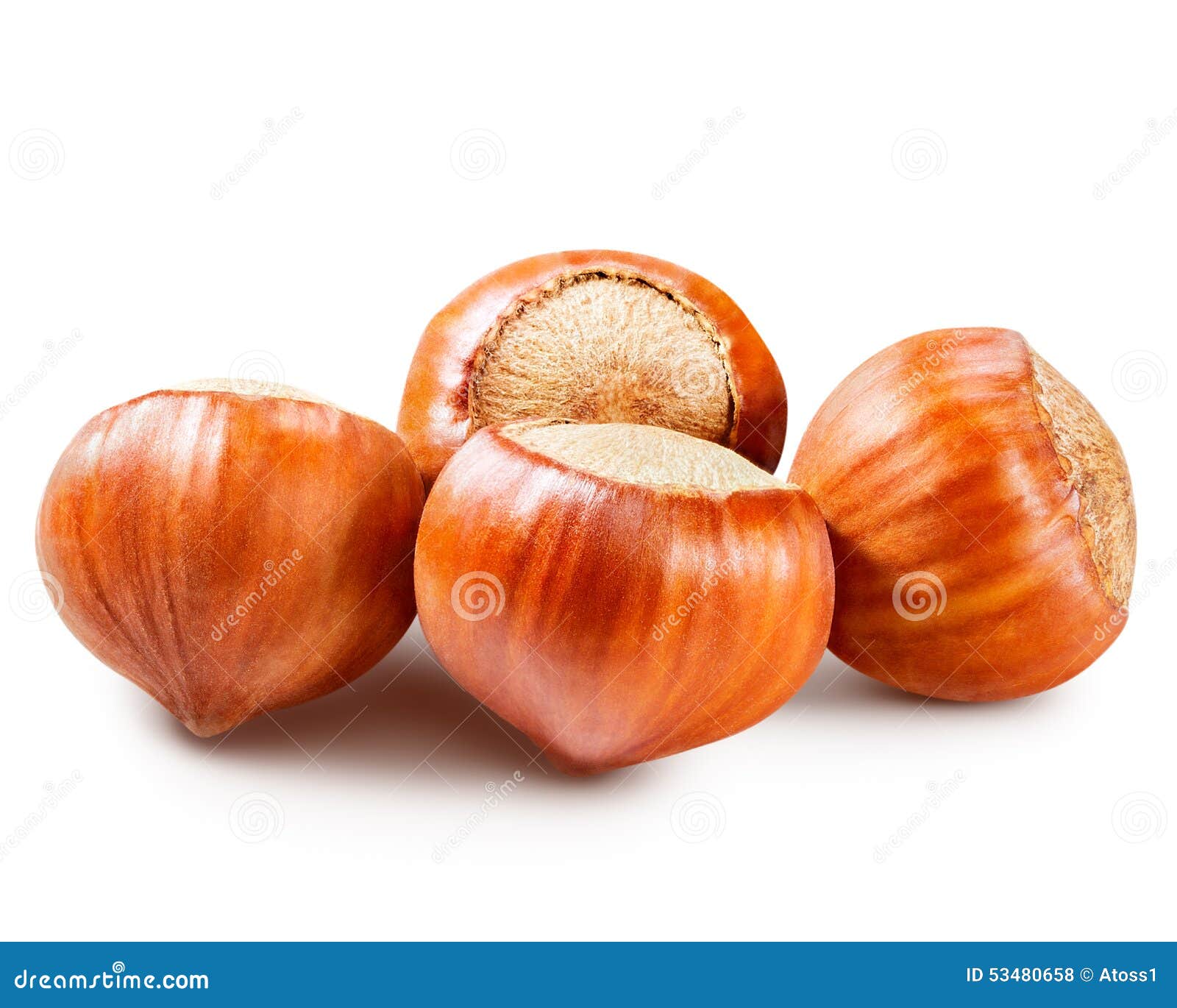 Filbert stock photo. Image of filbert, seasonal, organic - 53480658