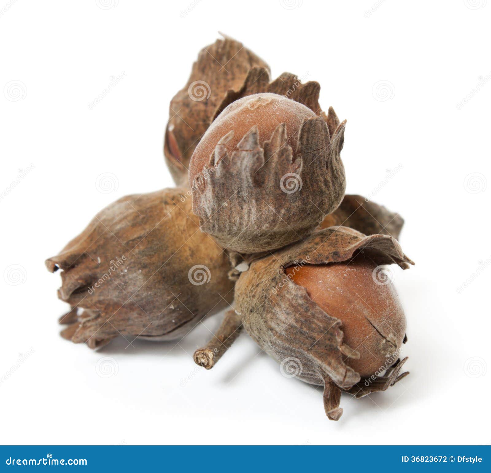 Filbert nuts stock photo. Image of snack, brown, background - 36823672