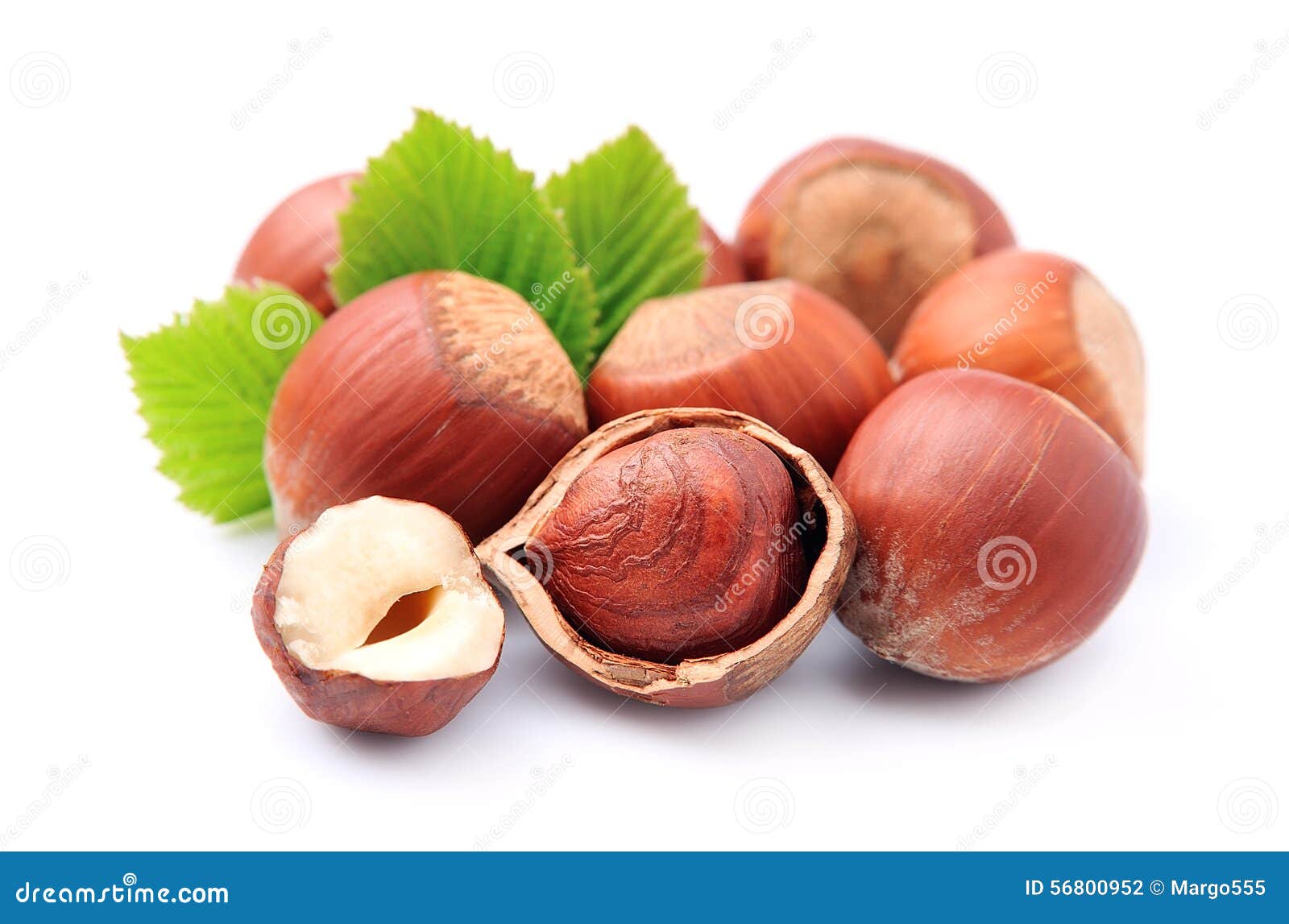 Filbert nuts stock photo. Image of closeup, green, brown - 56800952
