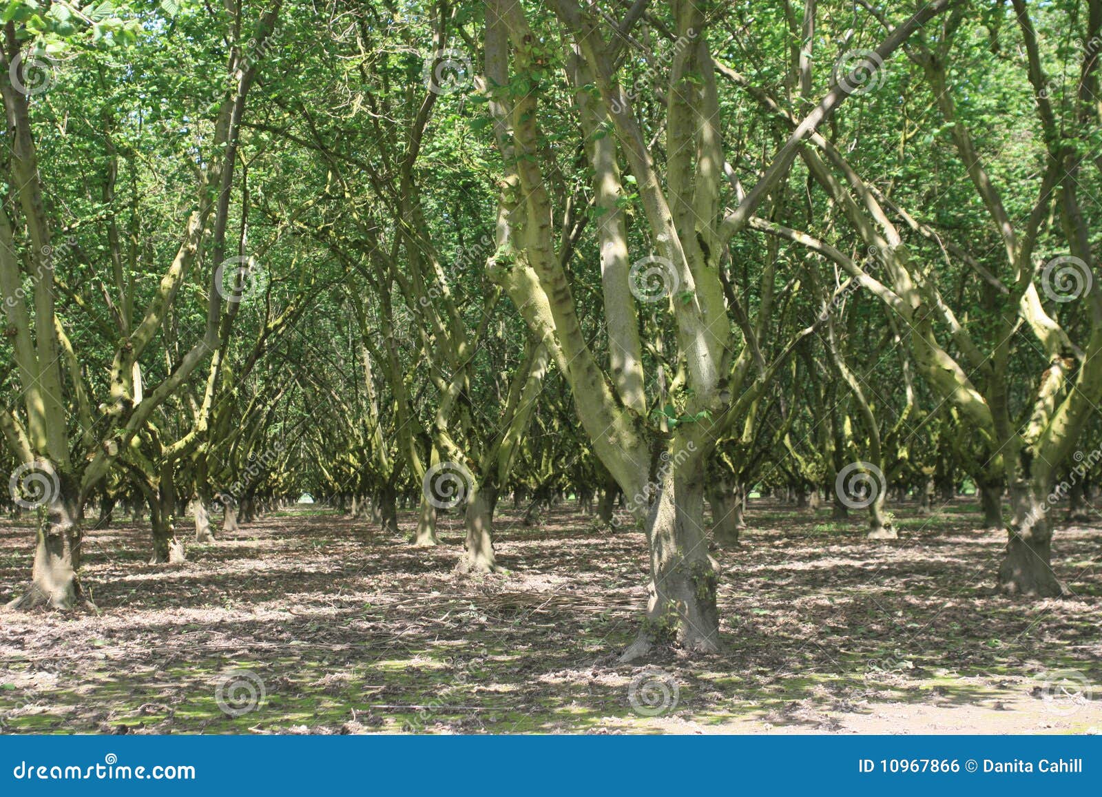 Filbert Orchard stock photo. Image of nuts, hazelnuts - 10967866