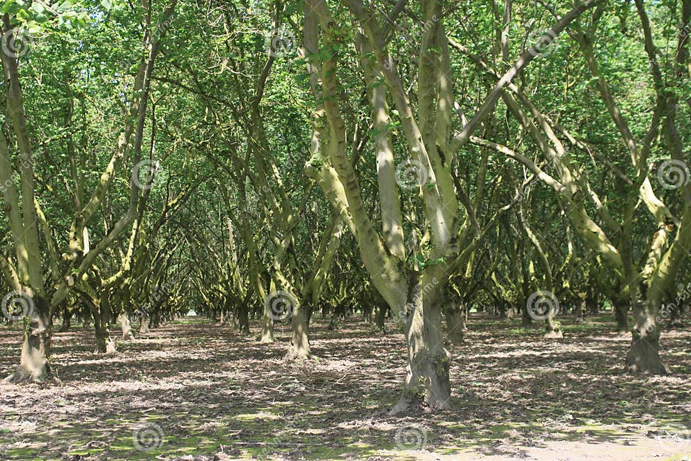 Filbert Orchard stock photo. Image of nuts, hazelnuts - 10967866