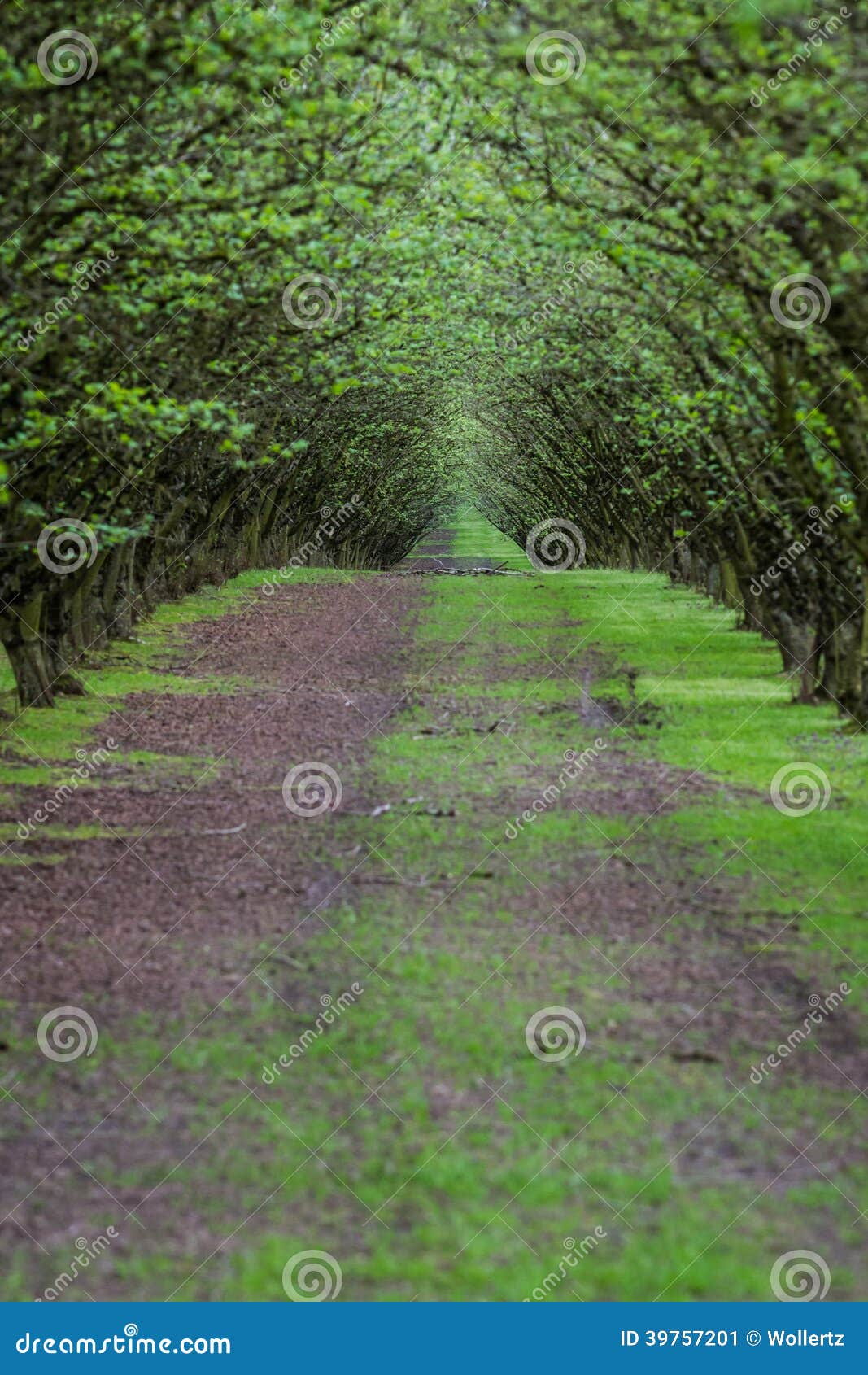 Filbert orchard stock image. Image of orchard, landscape - 39757201