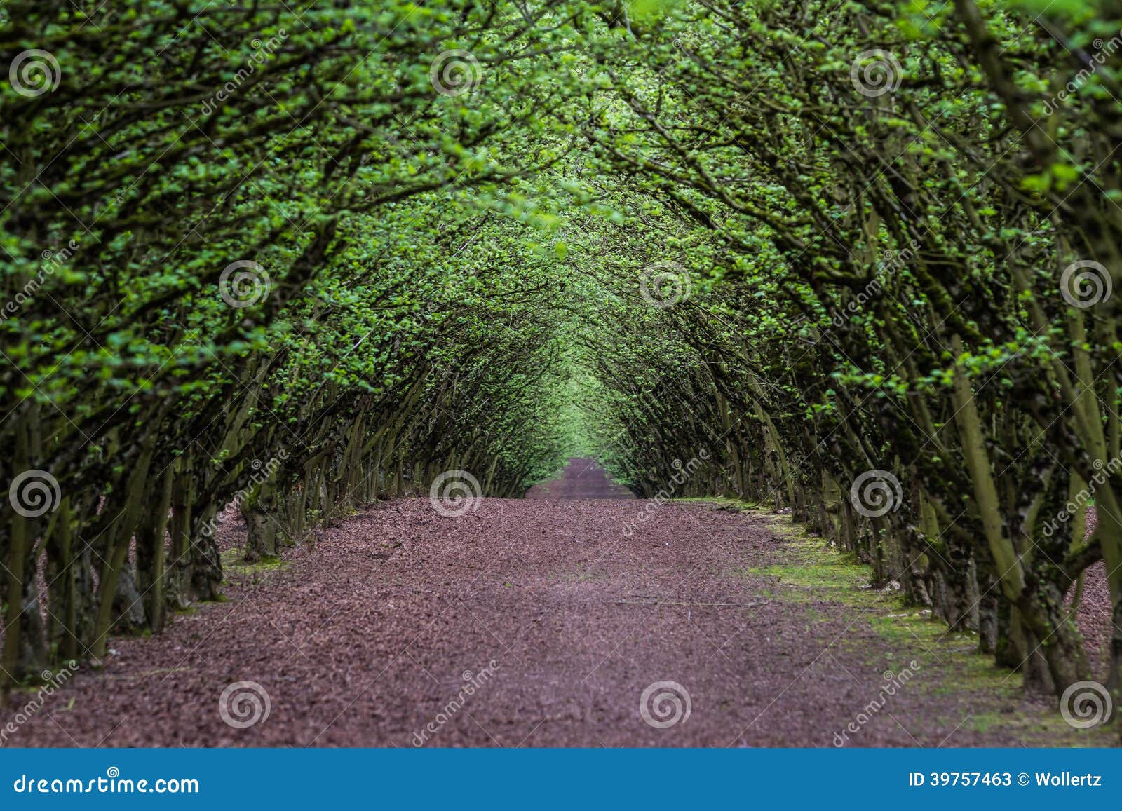 Filbert orchard stock image. Image of oregon, early, farm - 39757463