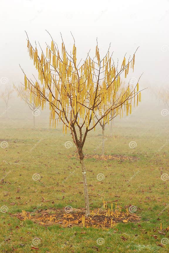 Filbert Tree stock image. Image of yellow, garden, outdoor - 27716975