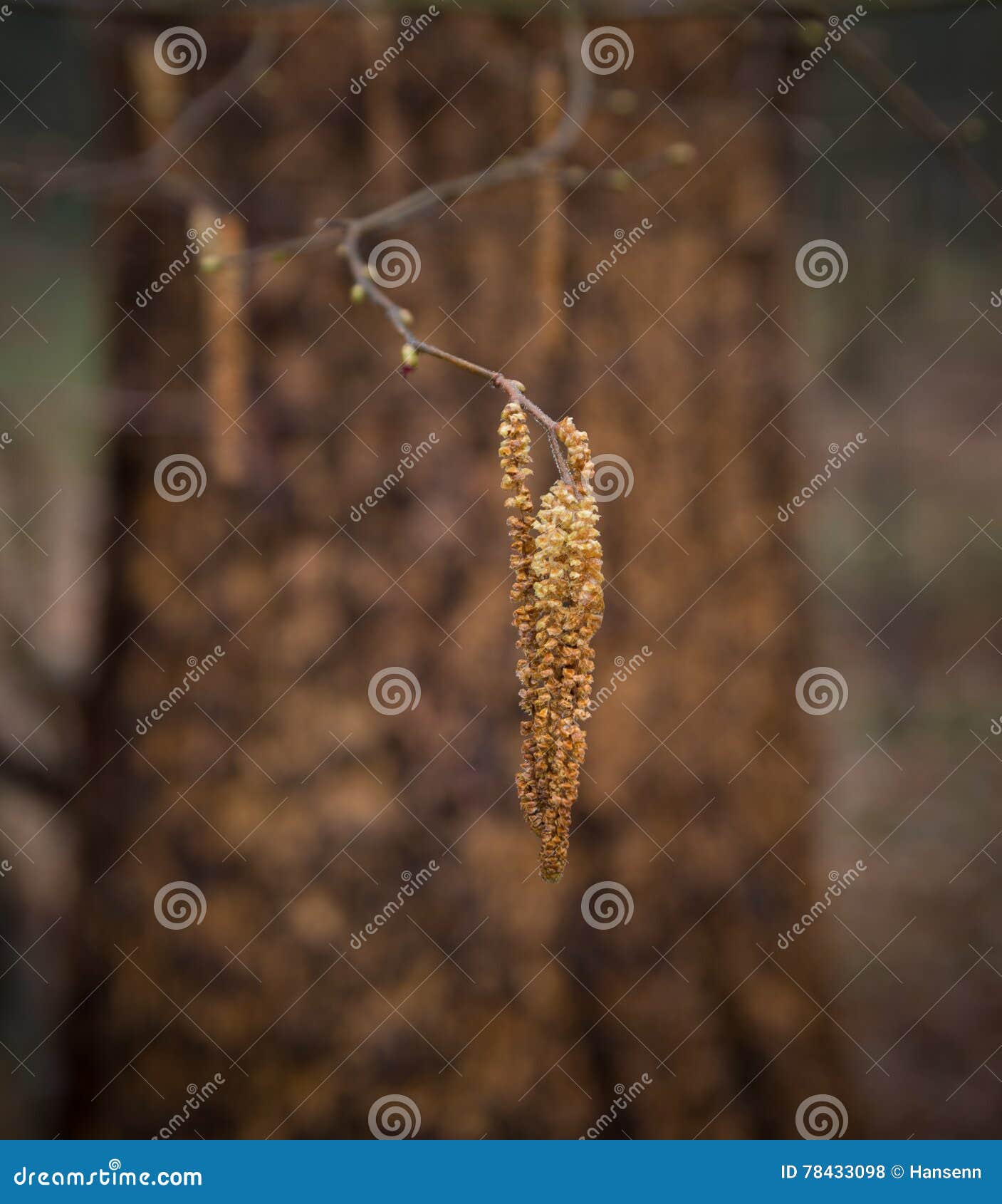 Filbert tree stock photo. Image of garden, hazel, winter - 78433098