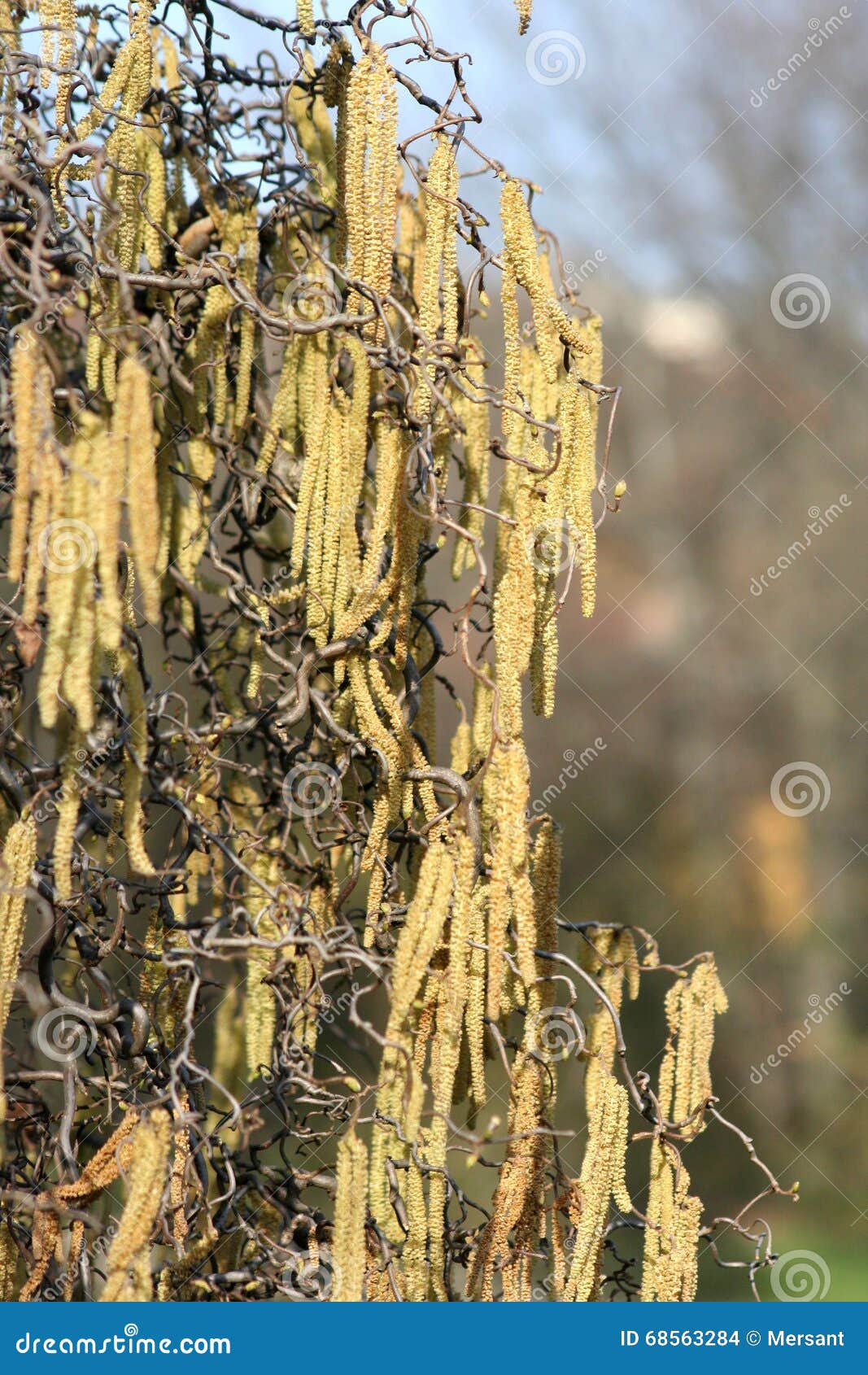 Filbert tree stock photo. Image of garden, trunk, biome - 68563284
