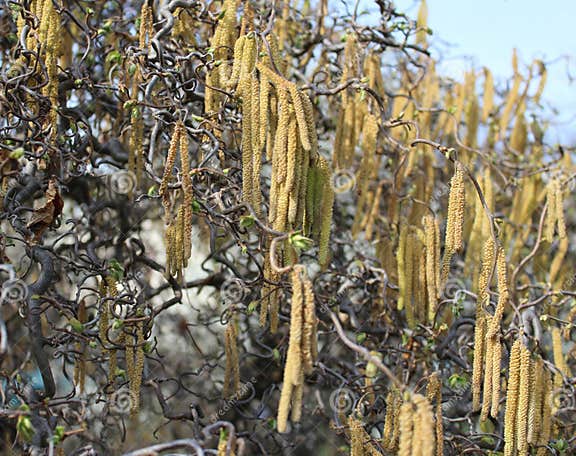 Filbert tree stock image. Image of corylus, spring, plants - 89298503
