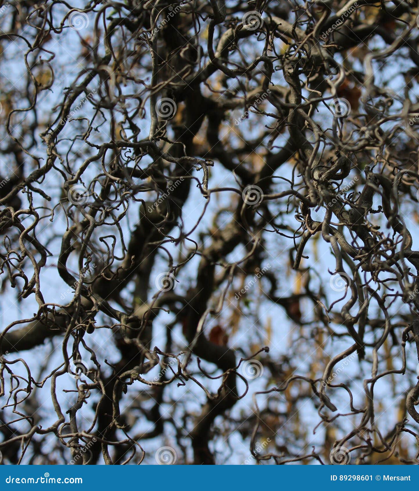 Filbert tree stock image. Image of plants, nature, corylus - 89298601