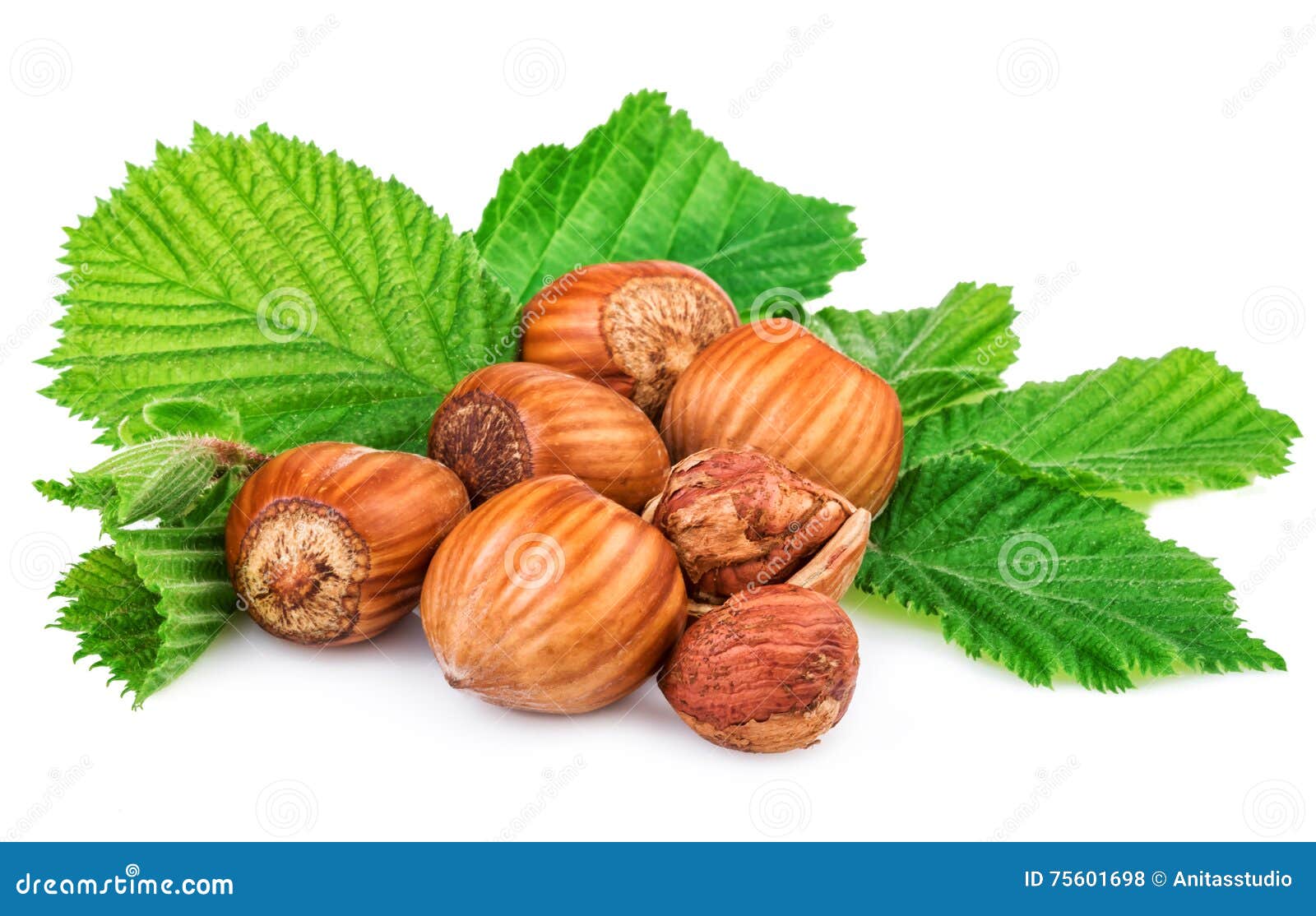 Filberts with Leaf on White Stock Photo - Image of nuts, snack: 75601698