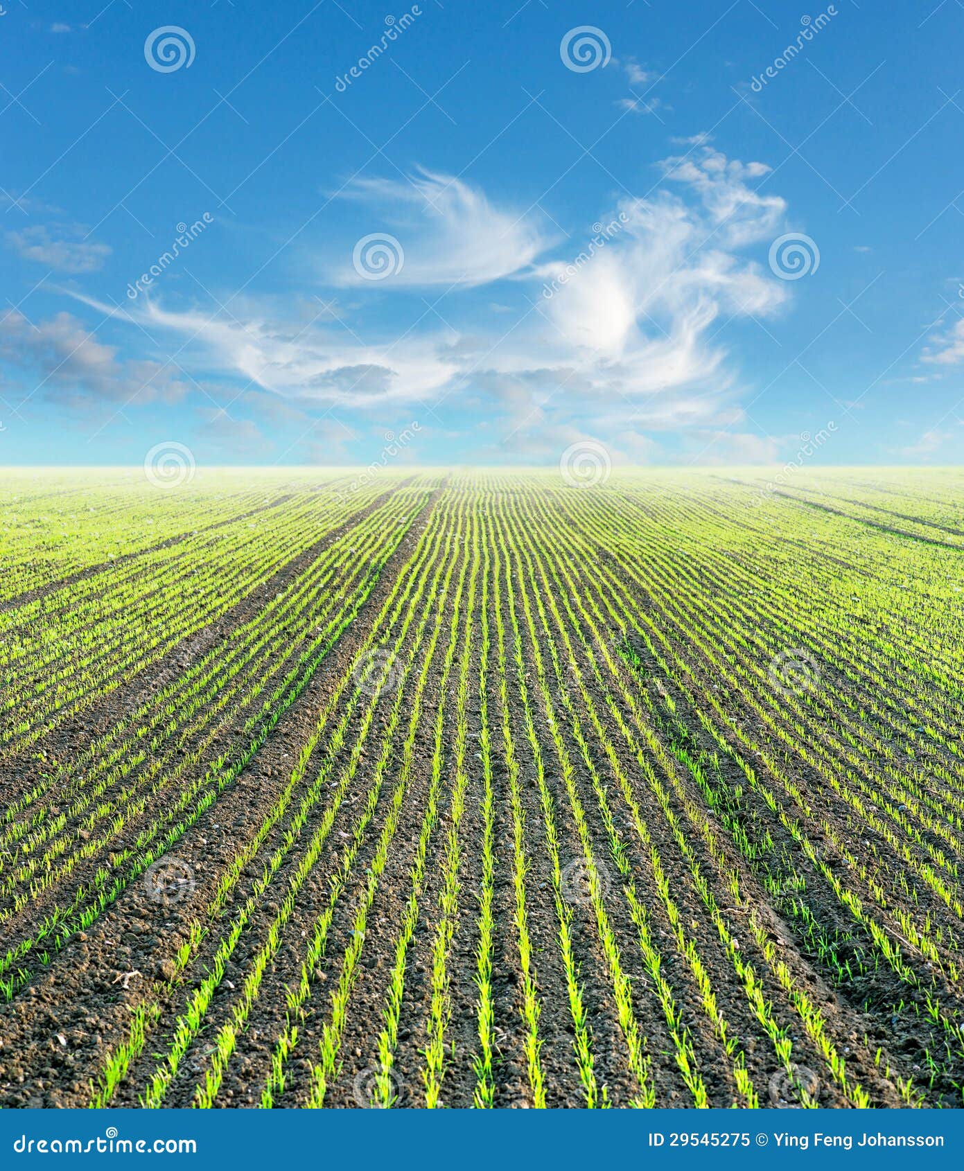 Fild with plants in spring stock image. Image of farming - 29545275