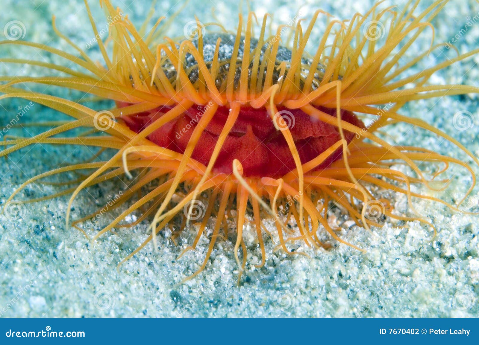 File Clam- Family Lima stock photo. Image of sand, bivalve - 7670402