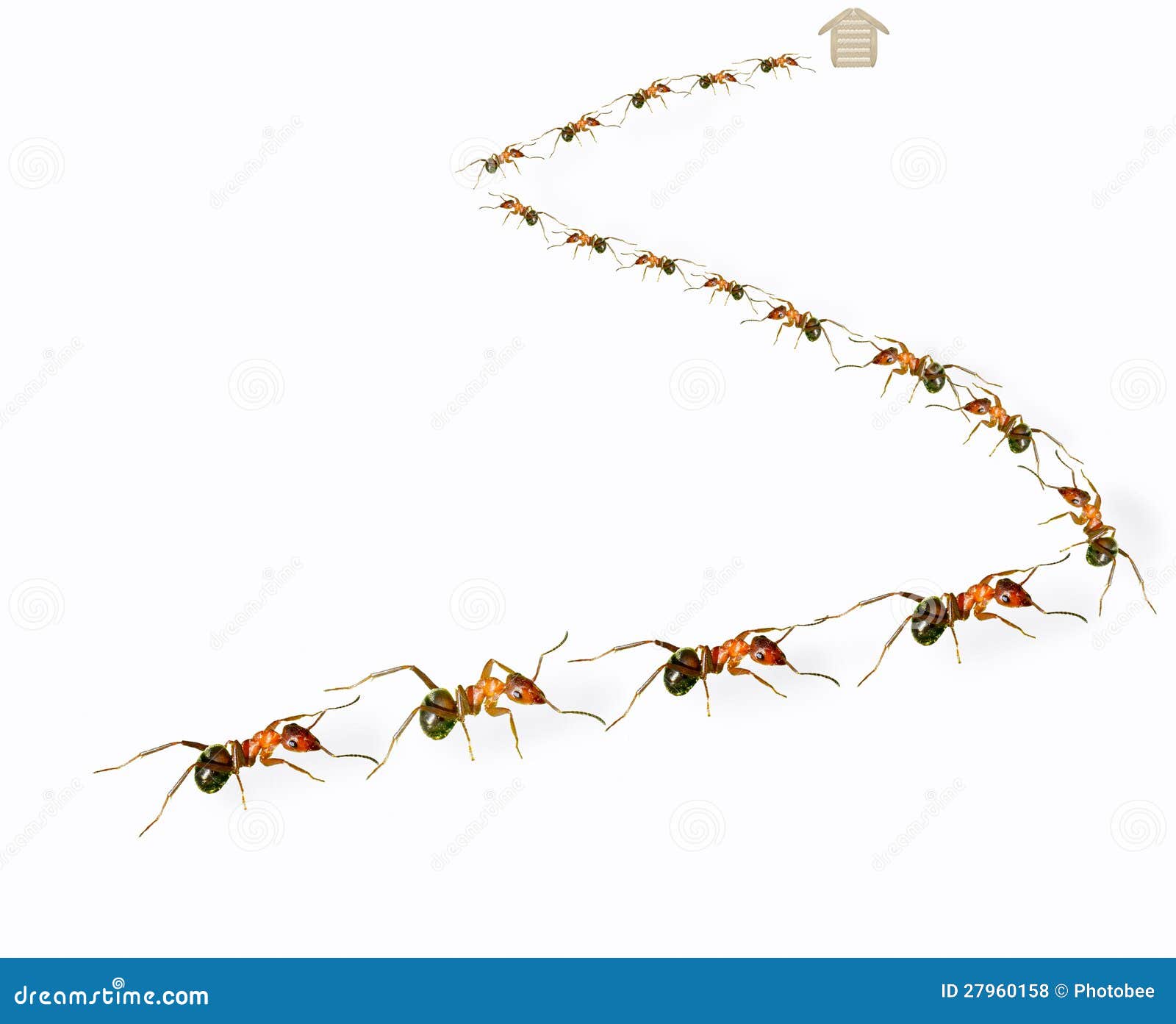 File d'attente de fourmis photo stock. Image du ligne - 27960158