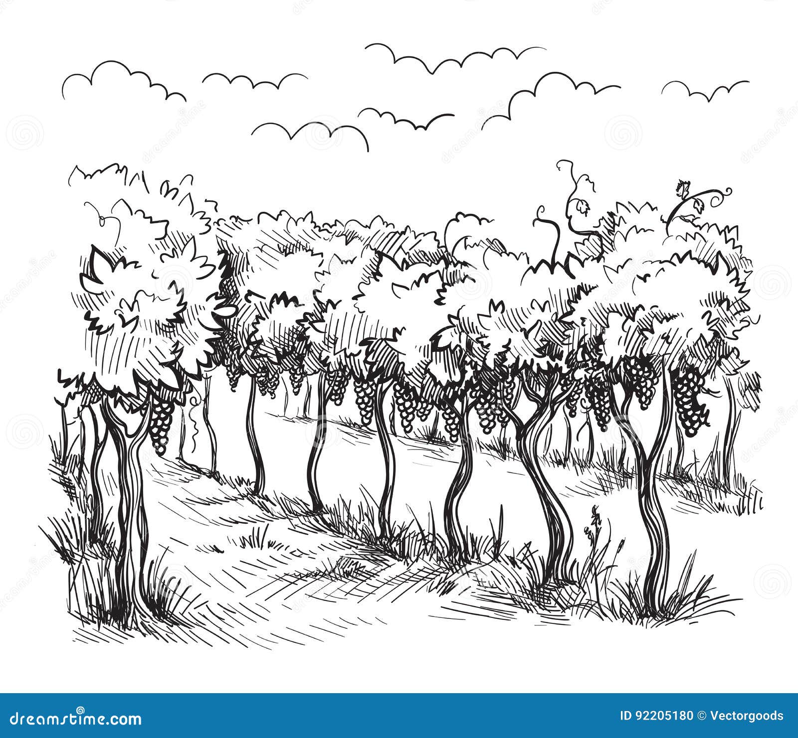 File Delle Piante Dell'uva Della Vigna Illustrazione Vettoriale ...