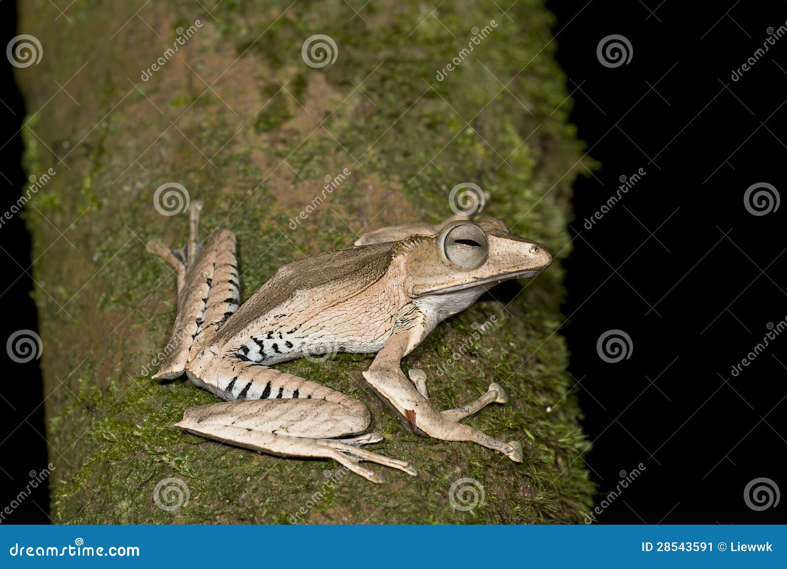 File-eared Tree Frog Or Bony-headed Flying Frog (Polypedates Otilophus ...